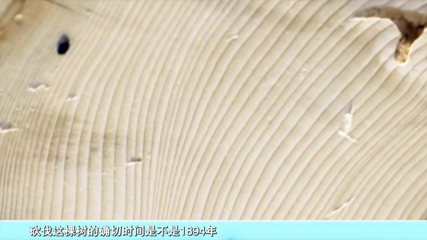 树木的年轮,可以告诉人类多少信息?