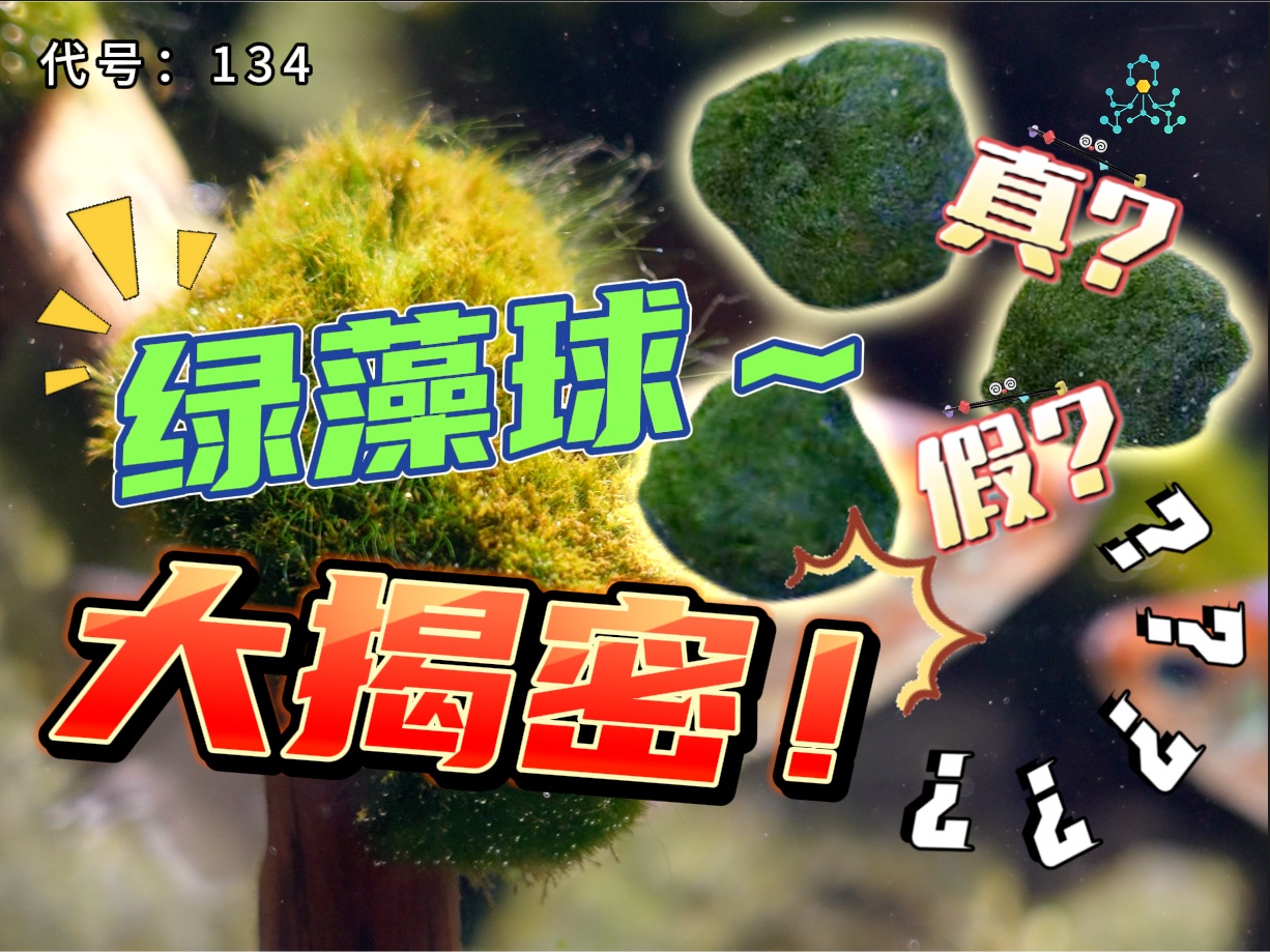 绿藻球是真的植物吗?一条视频揭开绿藻球的秘密!