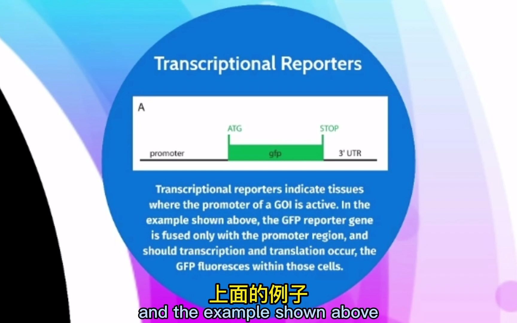 什么是报告基因?分类有几种?以及检测方法?