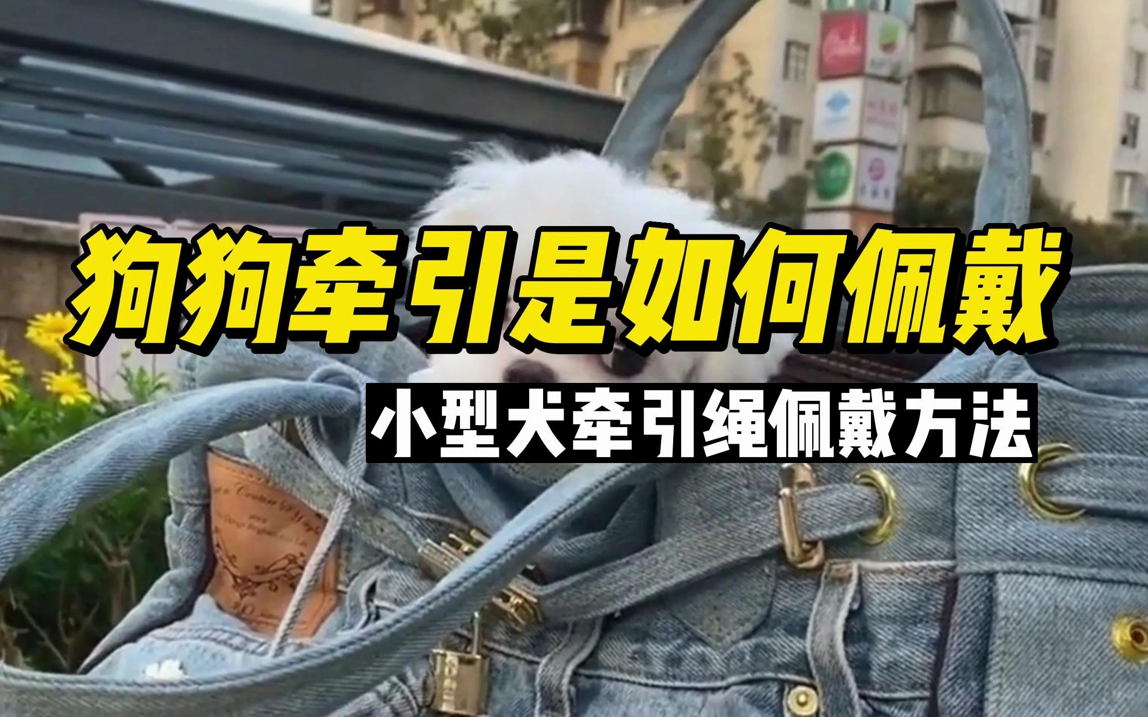 狗狗如何佩戴牵引绳,小型犬牵引绳佩戴方法!