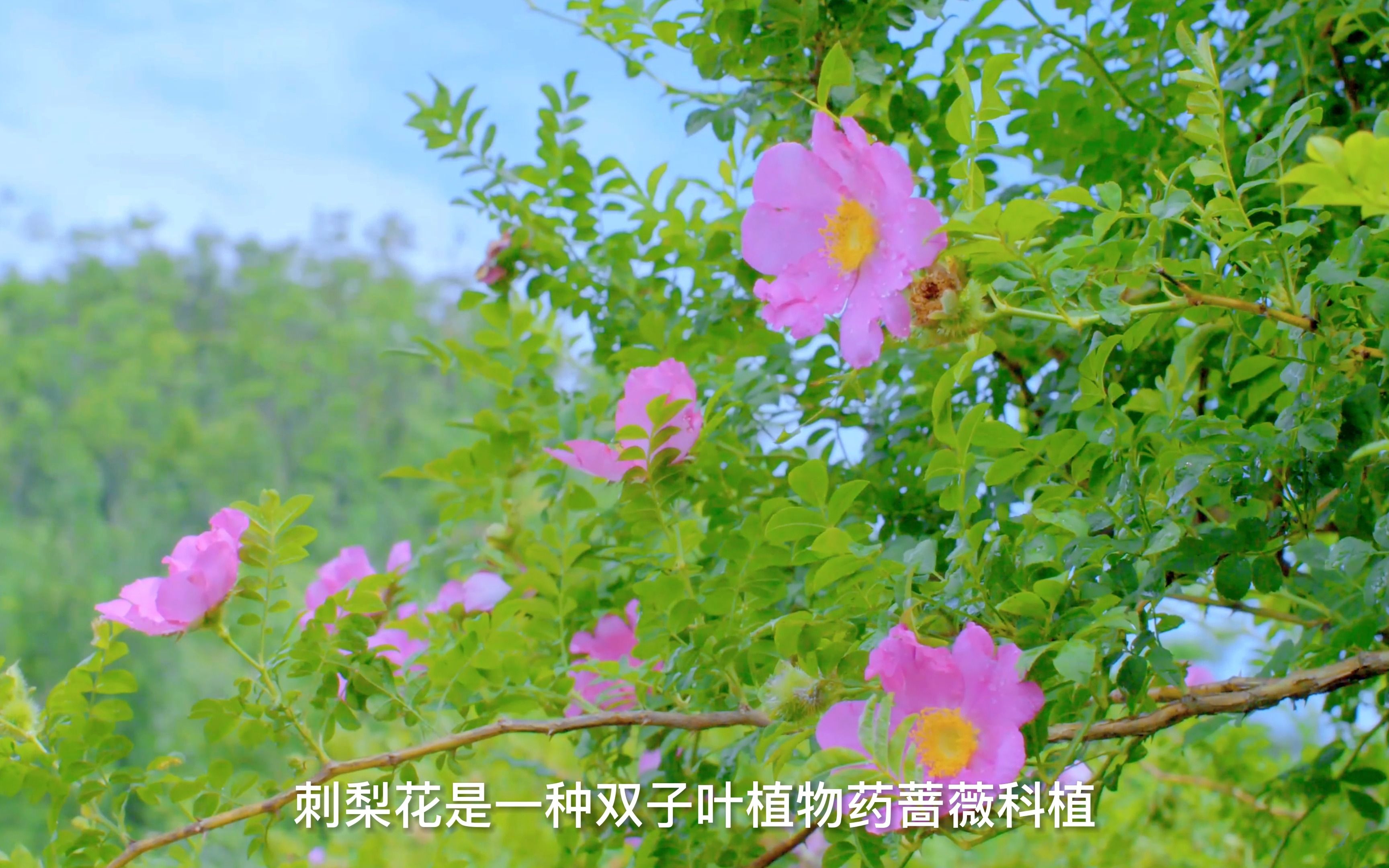 刺给力|刺梨花原来作用那么大,难怪那么“骄傲”