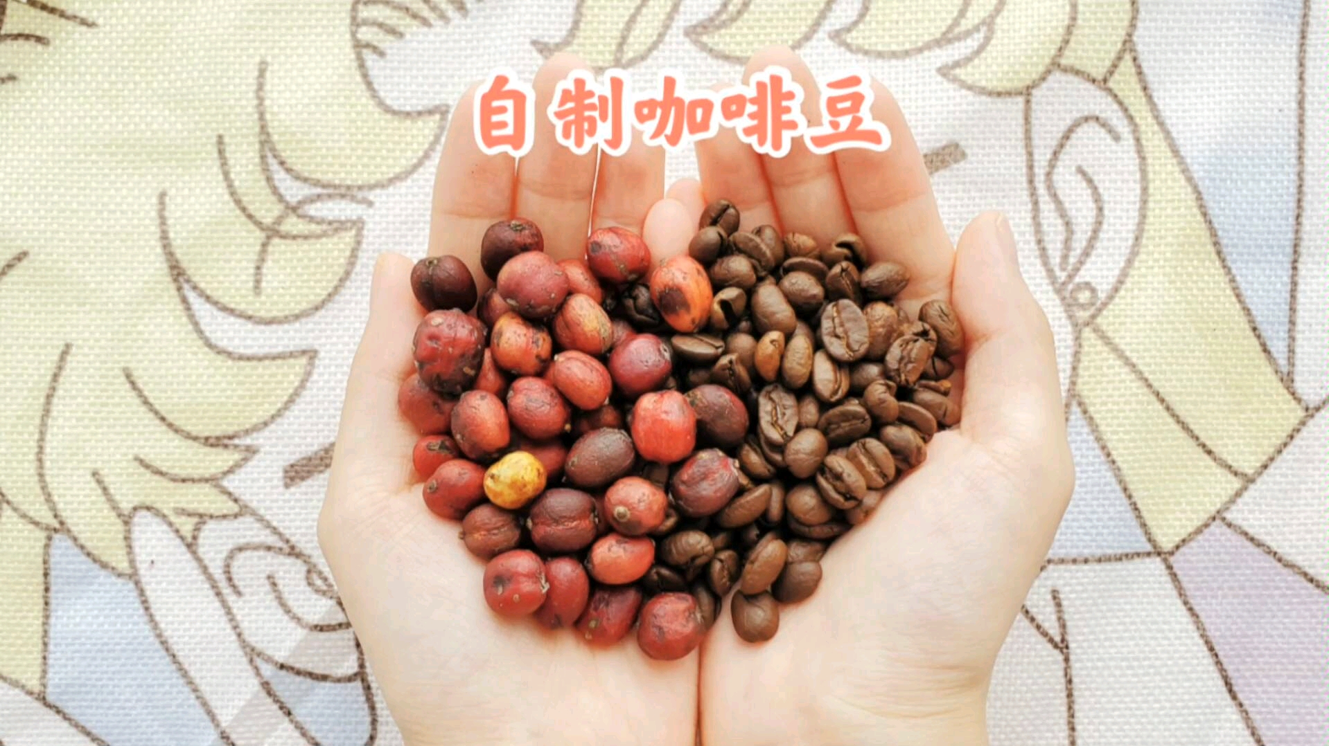 等待4个月，耗时10天，我终于做出了咖啡豆！