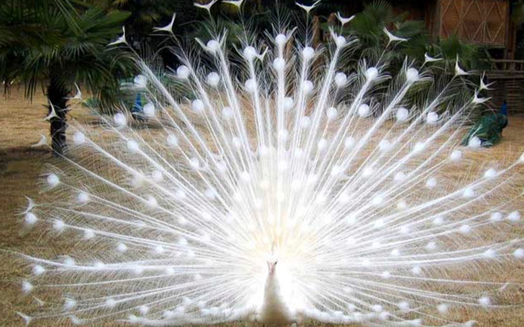 ps快速抠取复杂背景图片