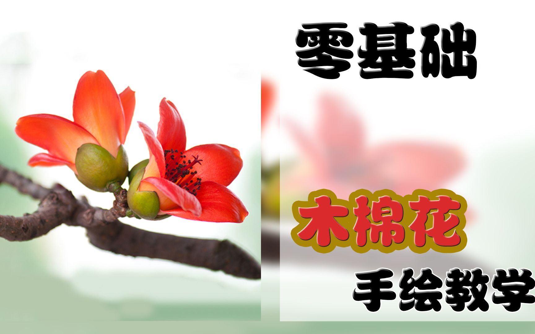 【手绘】【彩铅画】木棉花彩铅零基础教学