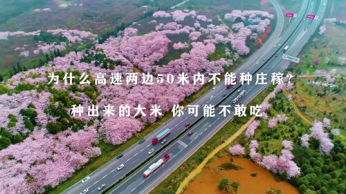 高速五十米内,为什么不能种植庄稼?种出来的大米你可能不敢吃