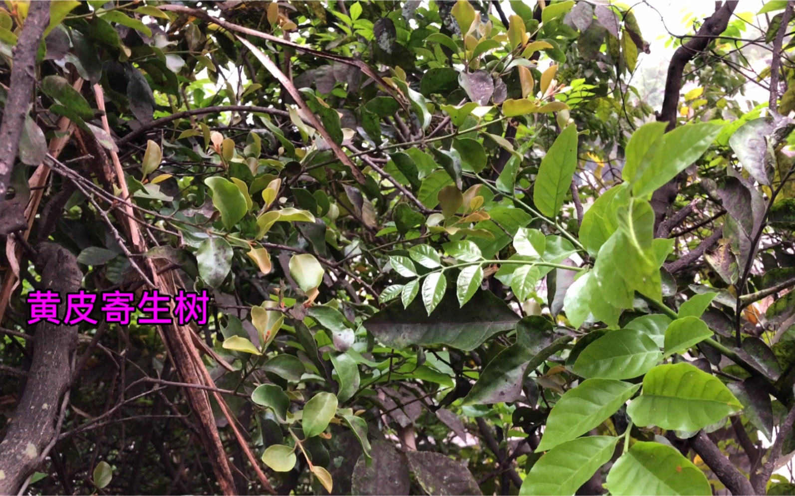 黄皮树寄生跟其它几种寄生树,哪一种最好?谁懂得分辨