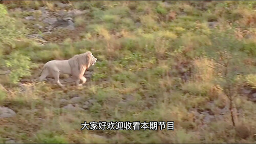 世界第一大的藏獒王,被誉为“东方神犬”,狮子见了都要抖三抖!