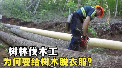 砍下的树皮为何要剥掉,它有什么作用?难道它很值钱吗