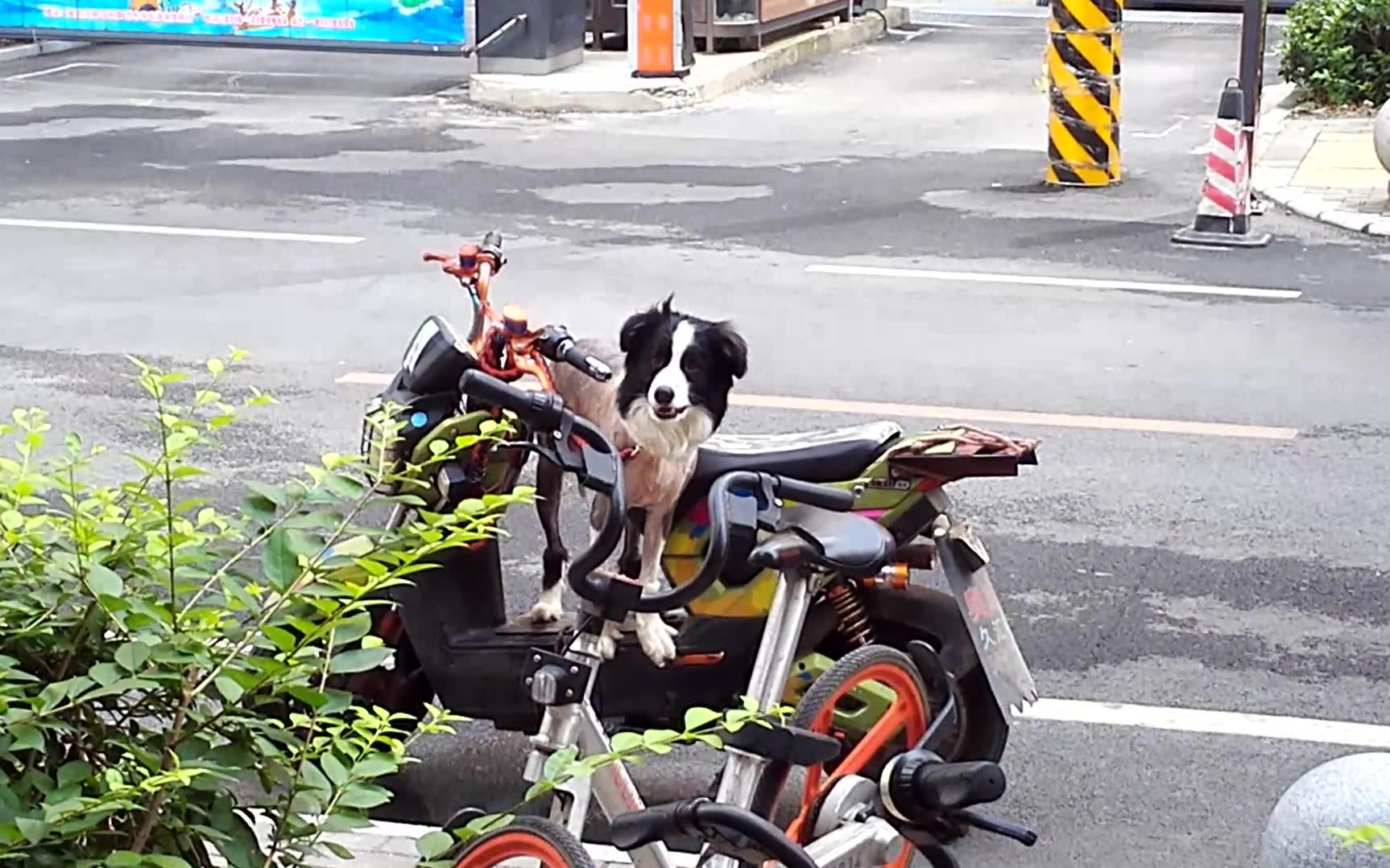 【橙色丝带】我打完狂犬育苗后,遇到了一直不停的吼的边境牧羊犬…...