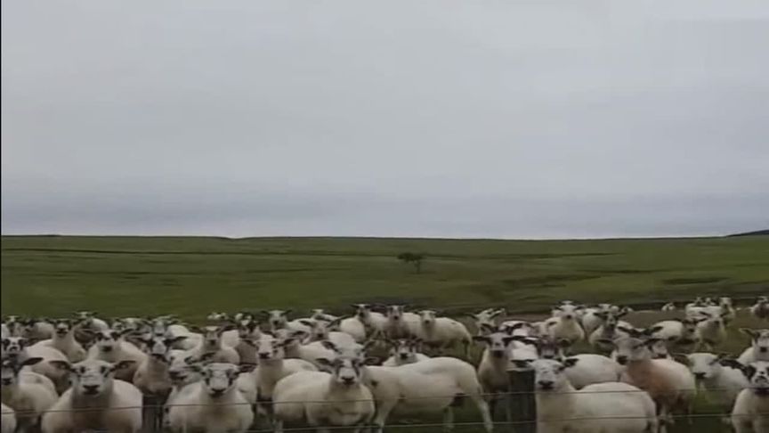 在一群羊跟前学羊叫,会有意想不到的回应,太搞笑!