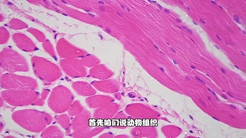 动物组织和植物组织有哪些