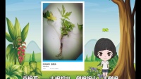 植物的根微课视频