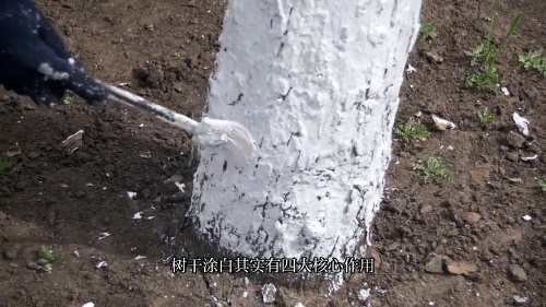 树底部涂白色有什么作用