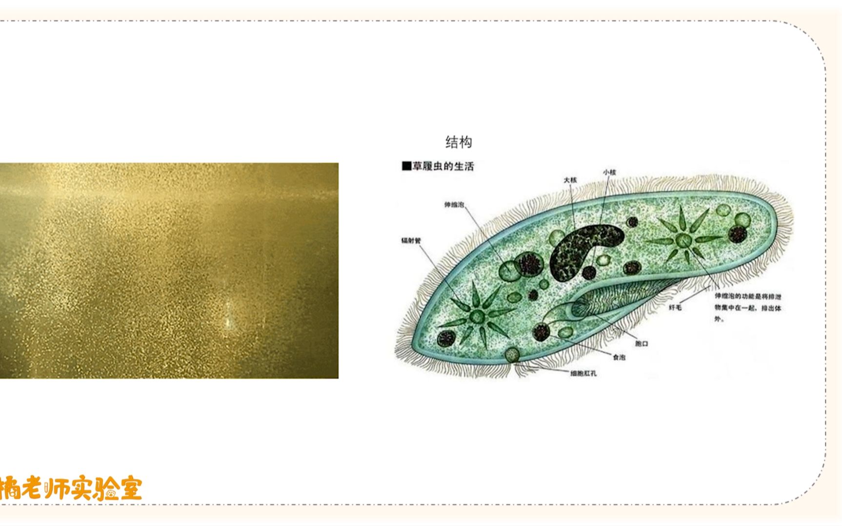 【橘老师实验室】草履虫