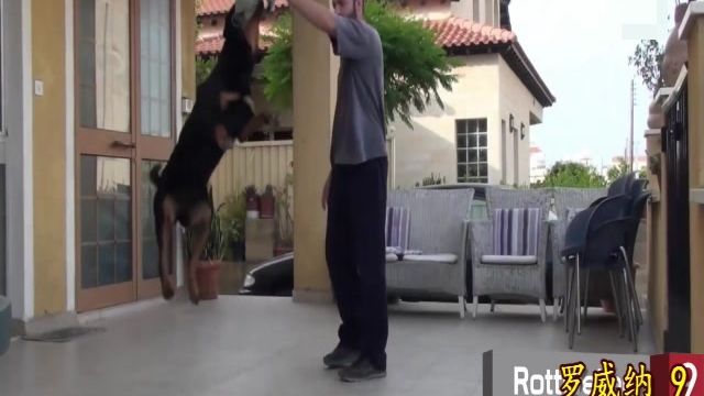 世界公认10大跳高名犬排名―看您家主子上榜么?您最爱哪一款?