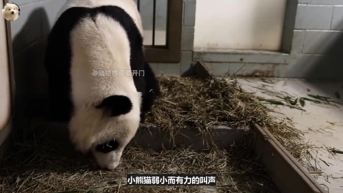 两只熊猫宝宝从出生到长大全过程,变化真大,唯一不变的是熊猫眼