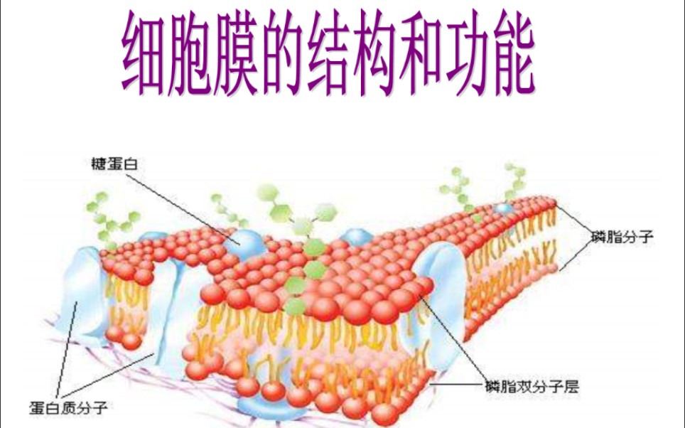 细胞膜的结构和功能(上)——高中生物选择性必修一