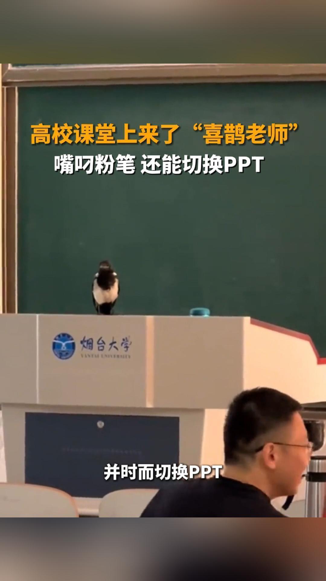 "喜鹊老师"来讲课了,嘴叼粉笔,还会切换PPT
