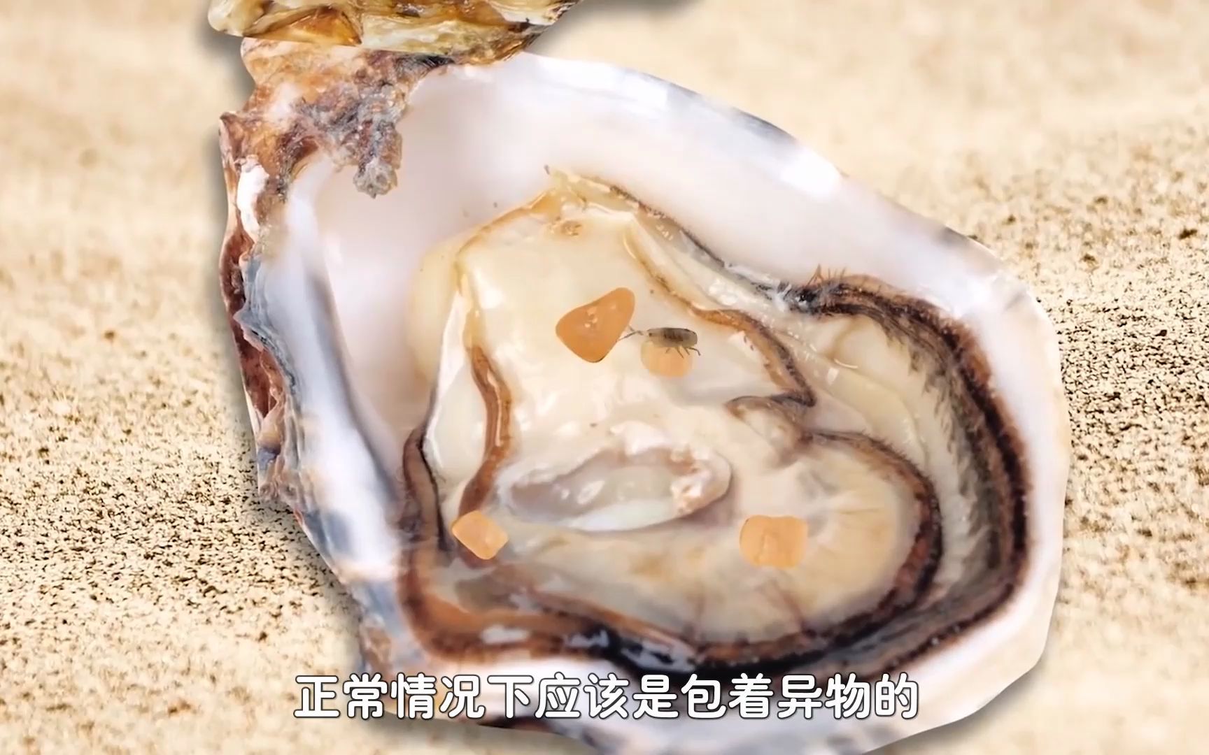 珍珠是怎样形成的?都是从蚌里产生的吗?答案和想象的不太一样