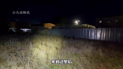 热心美女连夜赶去救助流浪狗,在温柔以待下,狗狗幸福生活着