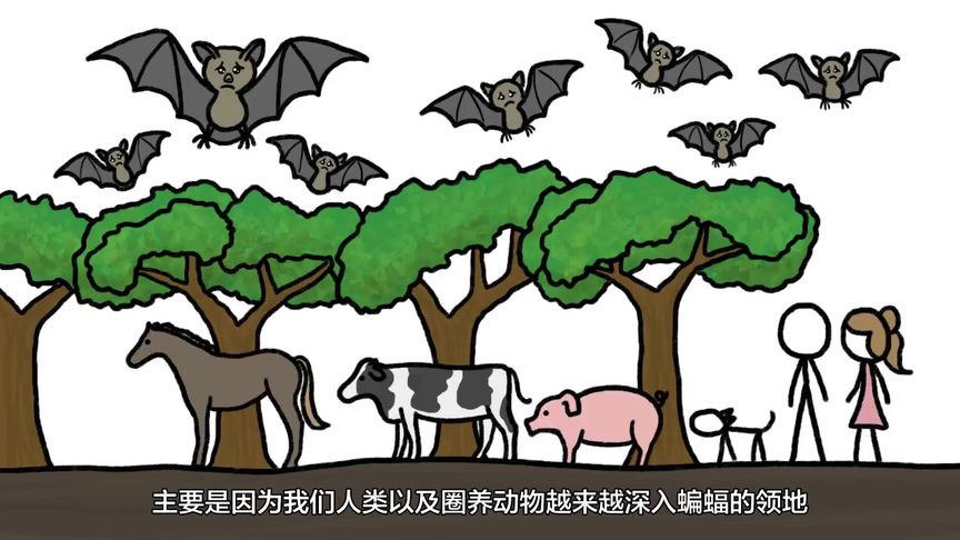 科普动画《蝙蝠是怎样传播病毒的》