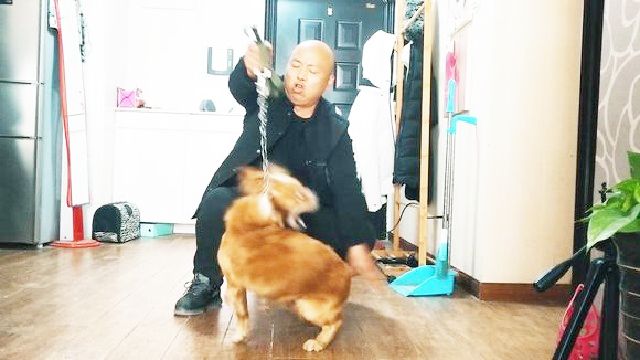 6岁串串狗咬人被送去上学,主人走后立马翻脸,伸手一摸转头就咬