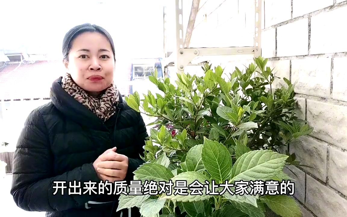 冬天弄些鱼肠沤制,春天就是开花植物好肥料,也可视情况埋生肥