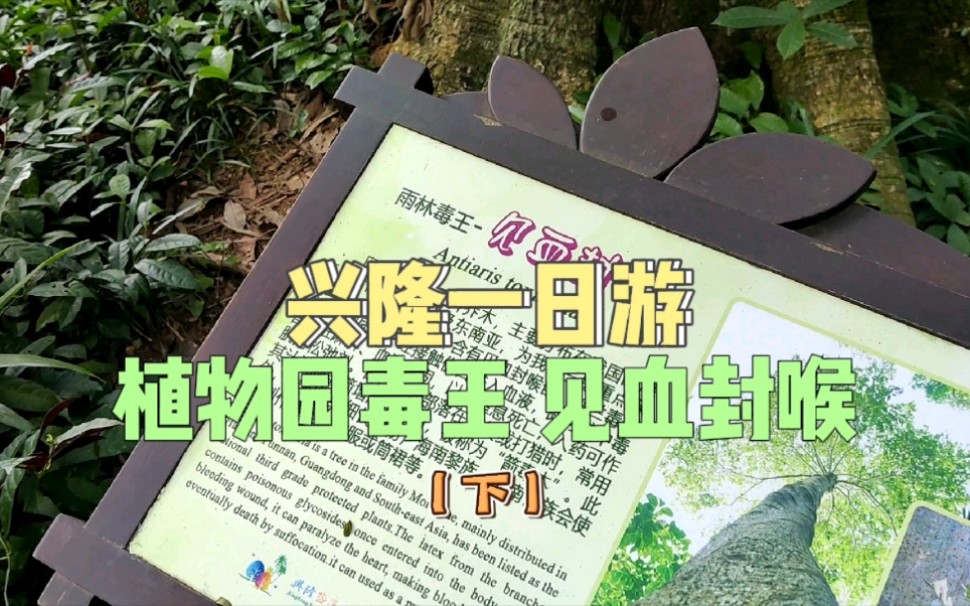 毒树之王-见血封喉,身上有伤口碰了会中毒。去兴隆热带植物园长见识...