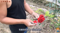 农村小伙种了几十株玫瑰花,有没有喜欢的?带你看下它怎么生长