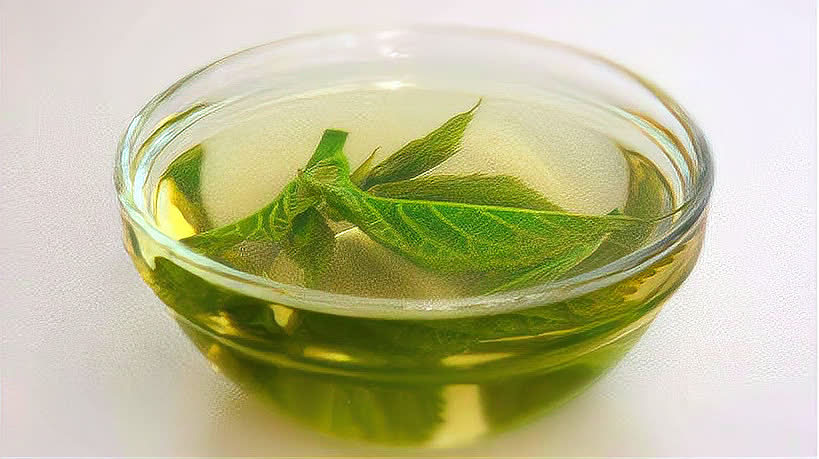 青钱柳牛蒡根