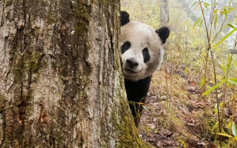 【国泰航空:我不该提前透露,但实在压抑不住!竹子准备好了,就等贵客...