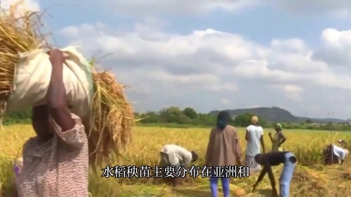 3411. 禾苗在哪里生长的