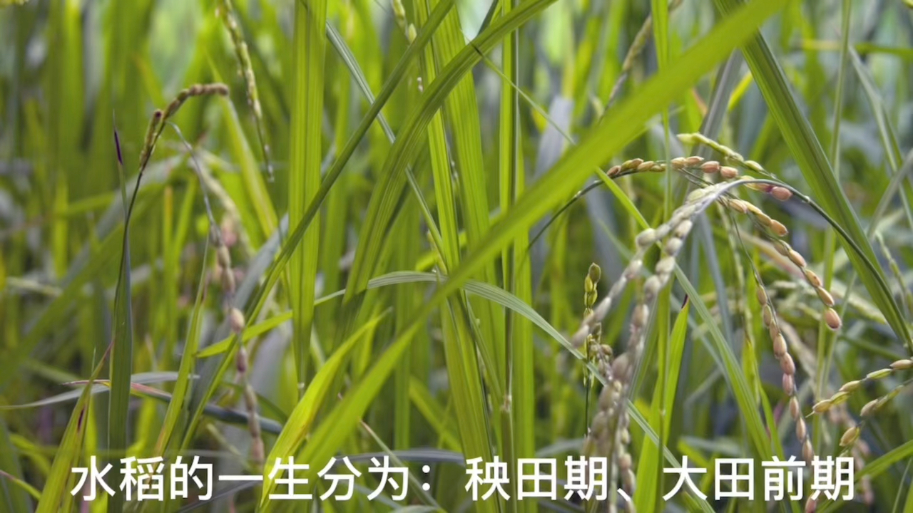 水稻小知识来啦～
