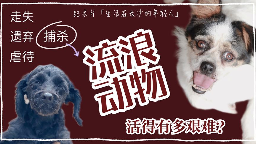 流浪动物活得有多艰难?