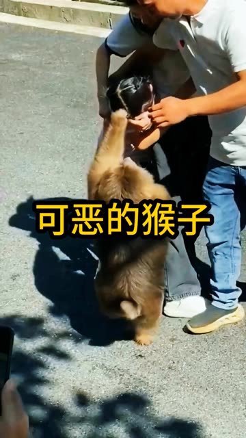 无赖猴子撕扯女孩头发,幸好小伙挺身而出