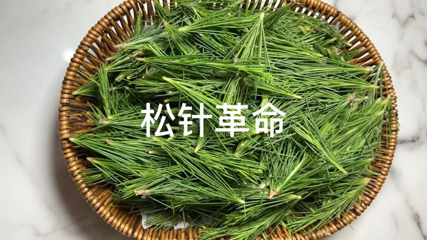 松树全身都是宝,松针功效知多少?