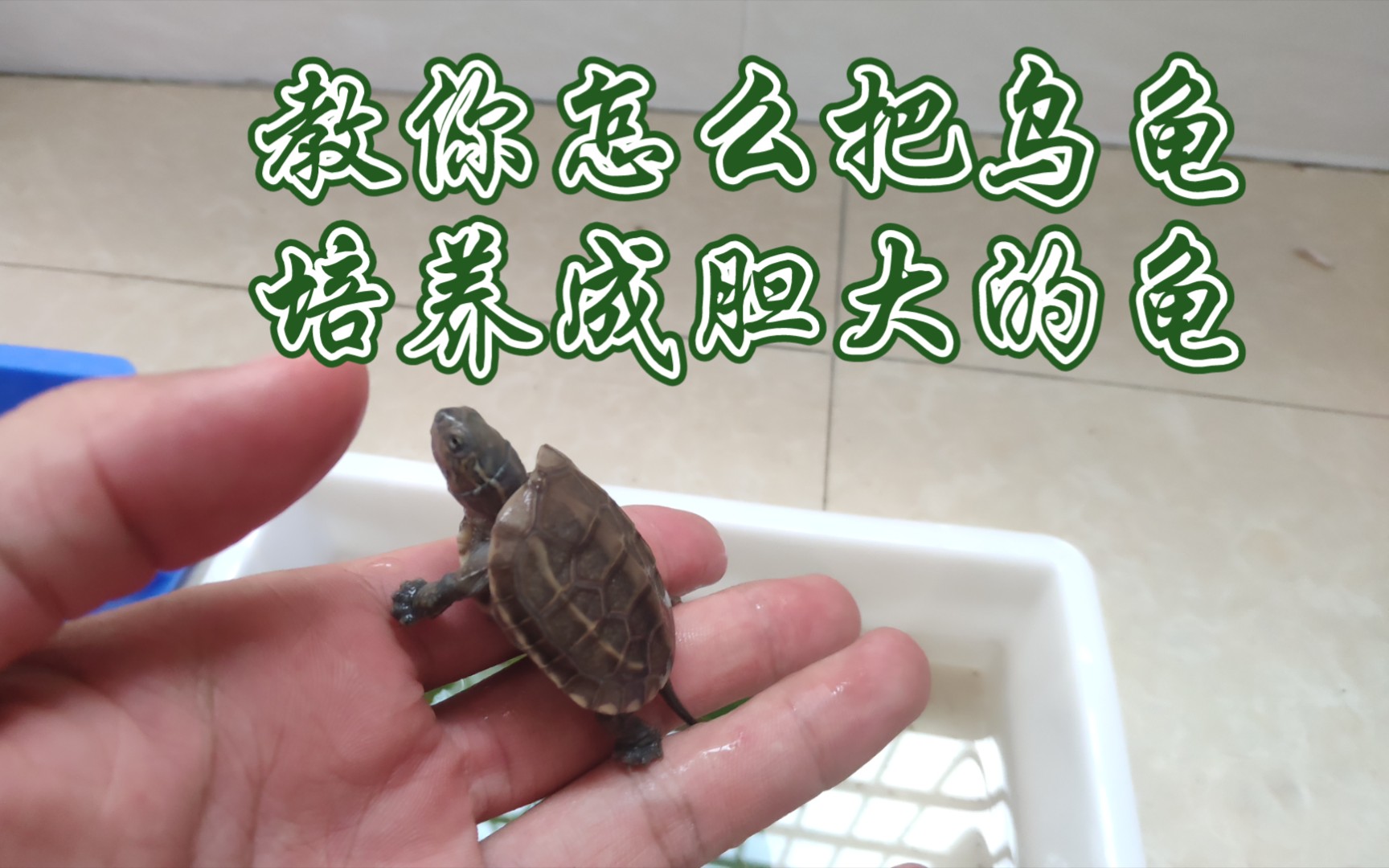 乌龟胆小,互动不好,一个简单的习惯把你龟变得跟狗一样追着你的手