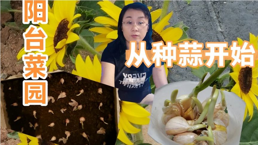 一袋蒜瓣两桶湿土,阳台菜园从种蒜开始,发芽大蒜怎么长成蒜苗?
