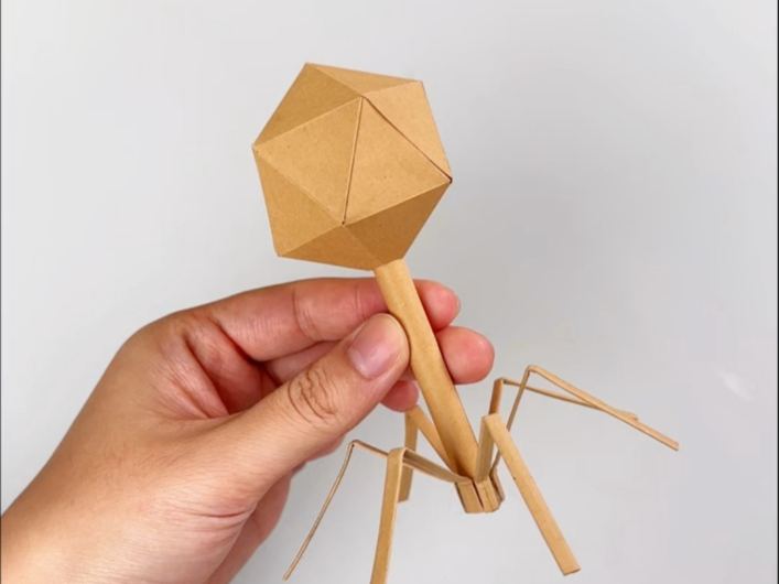 教你折一个噬菌体模型,简直太酷了