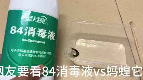 84消毒液vs蚂蝗 蚂蝗水蛭 物理实验