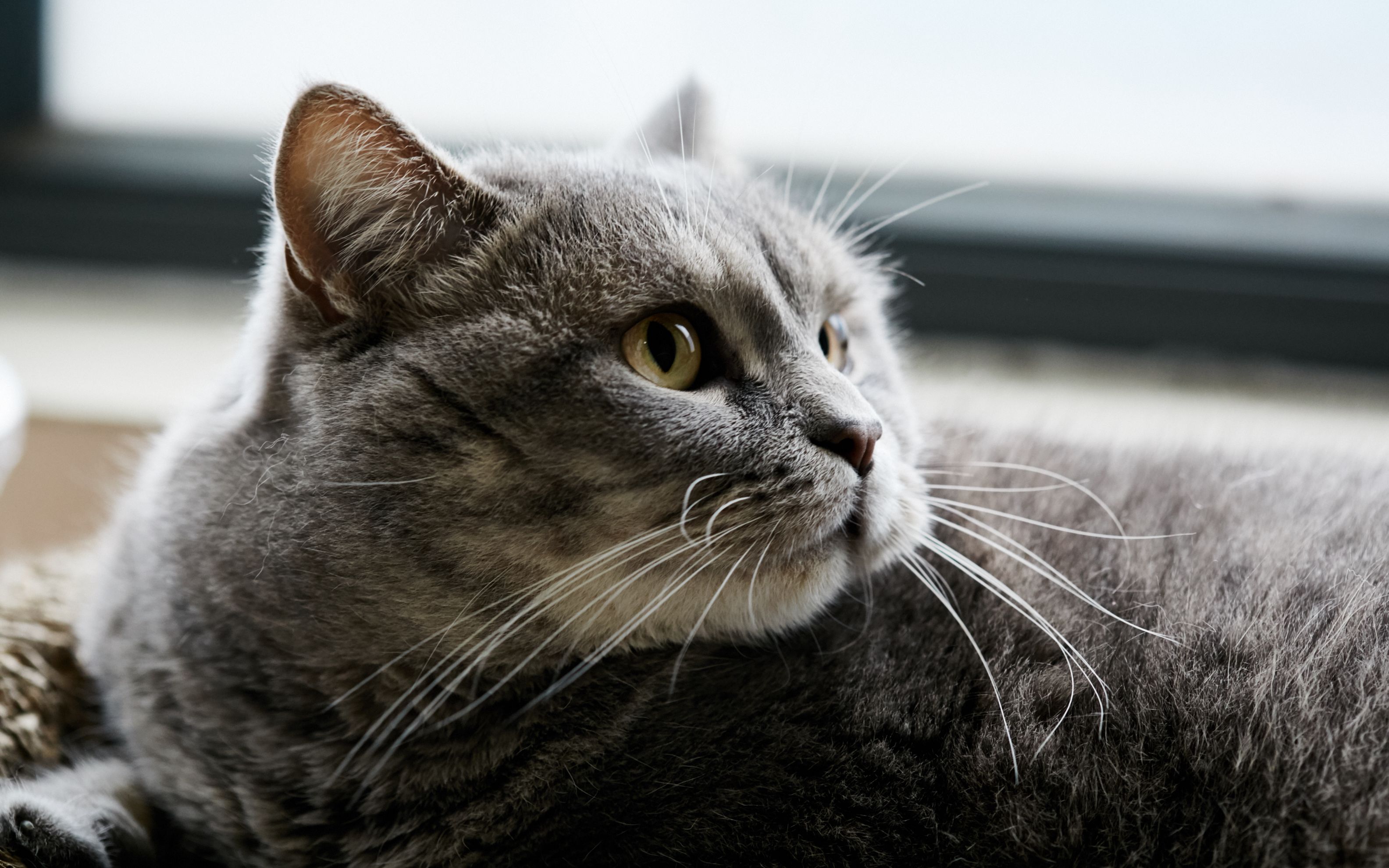 最新研究:新冠病毒可以猫传猫,建议少让猫出门
