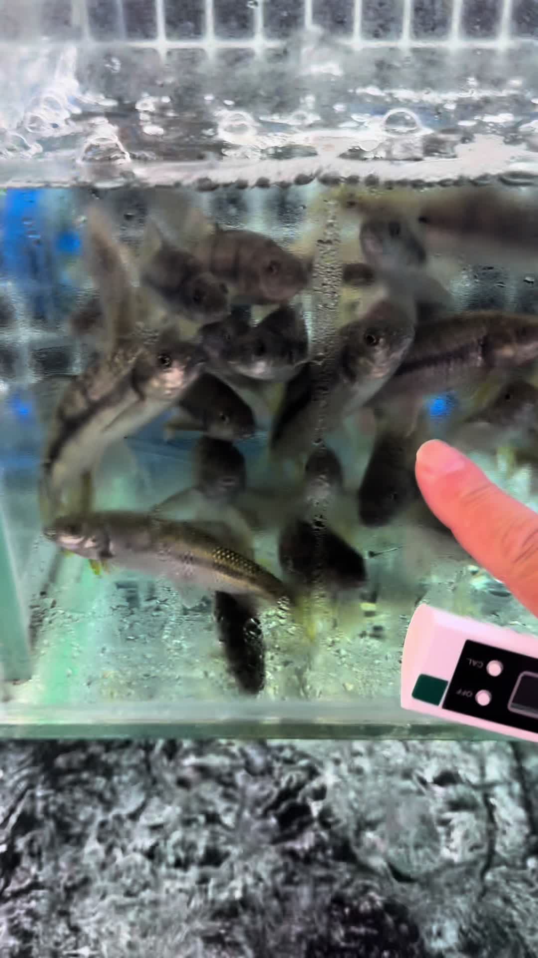 ...保障水产动物生理机能正常,避免因酸碱失衡导致氨氮、硫化氢毒性...