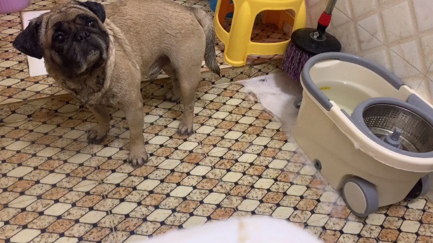 这样给狗狗洗澡,洗出来的效果跟宠物店一样干净哦