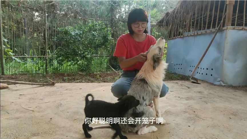 边牧狗狗得了皮肤病反反复复总是好不了,主人都不知道该怎么办了