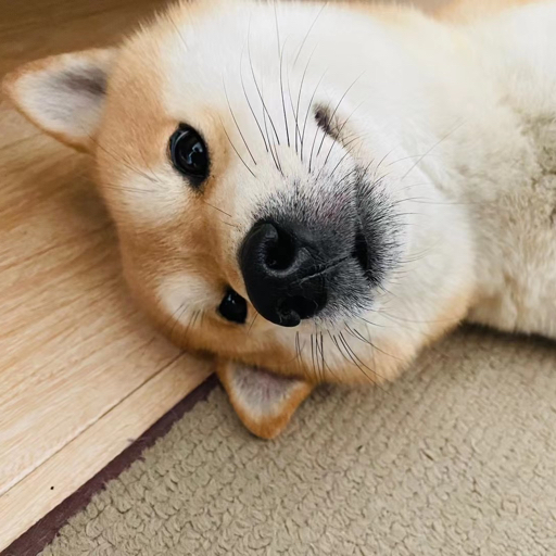 迷路的佟大为 
