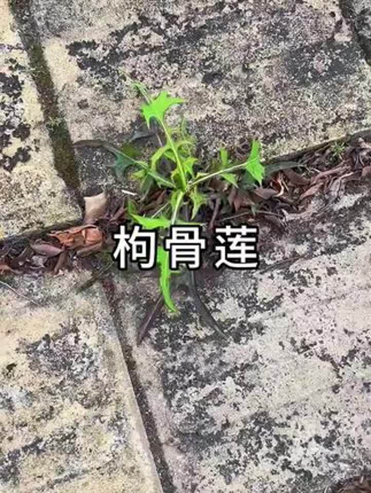 #植物#大自然的馈赠 #万物生长 #三农 #记录我的农村生活