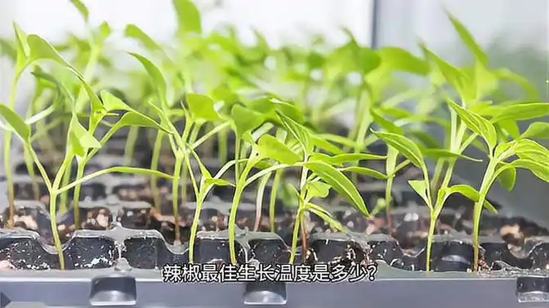 《揭秘辣椒生长密码:温度对其生长的关键影响》