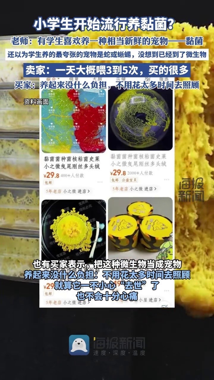 小学生开始流行养黏菌,卖家:一天大概喂3到5次,买的很多 还以为学生养...