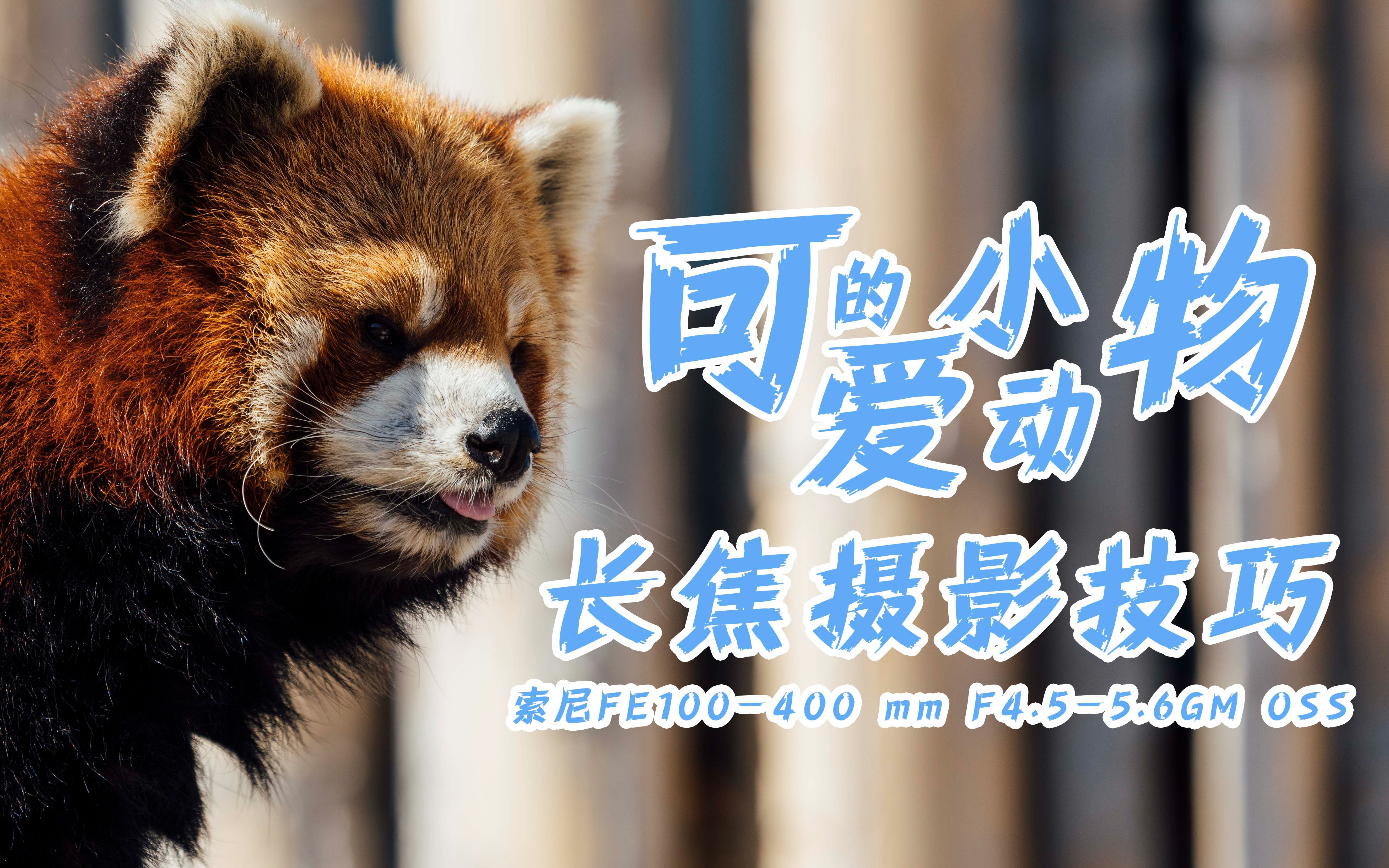 ...将可爱的小动物精彩瞬间记录下来,本期我们利用长焦镜头进行拍摄,给...