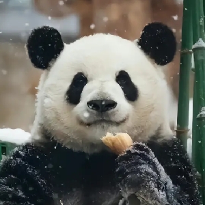 朗诵思思老师 